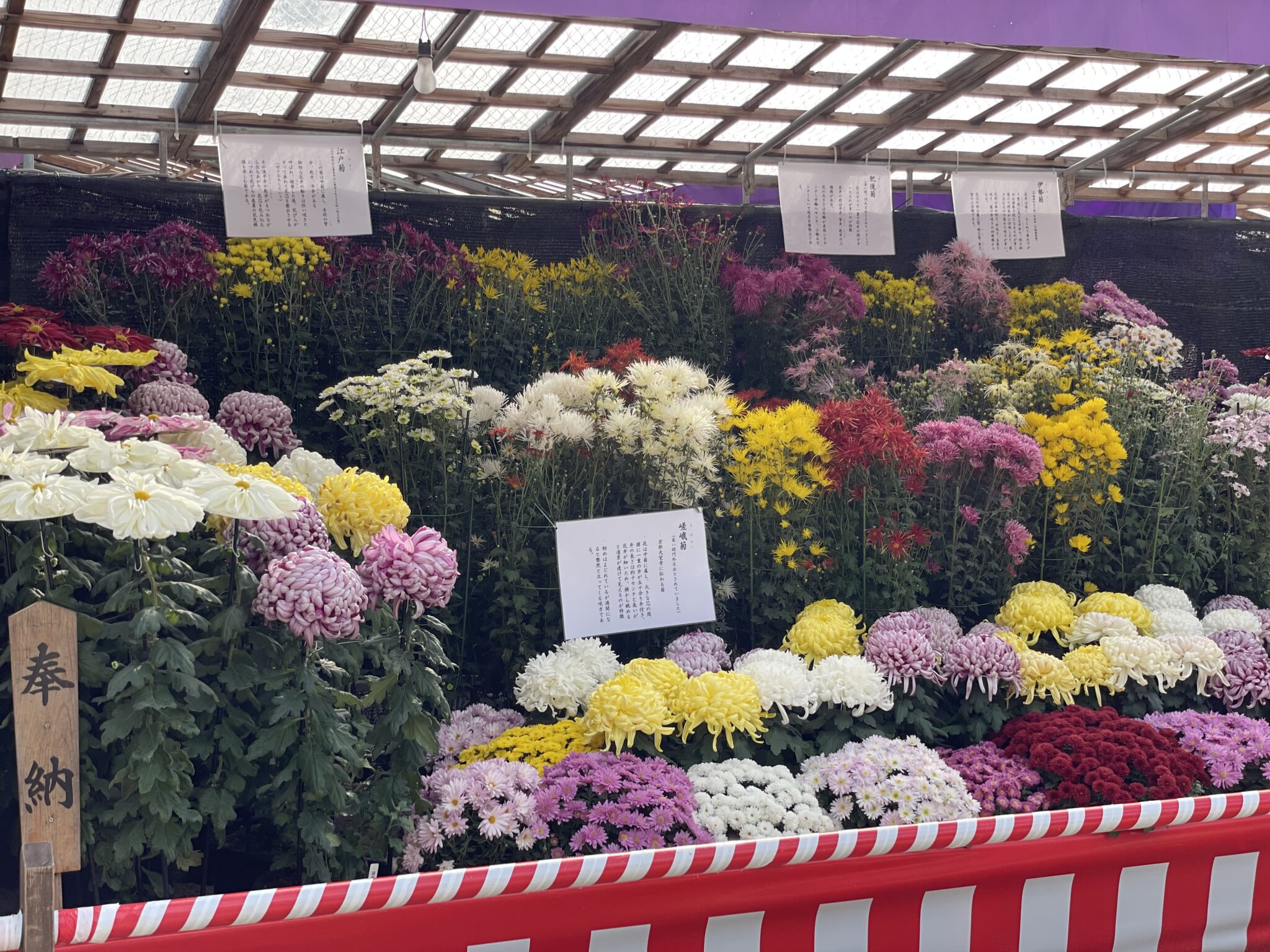 【JBCレディスクラシック2025予想】船橋1800mのJpnI戦です